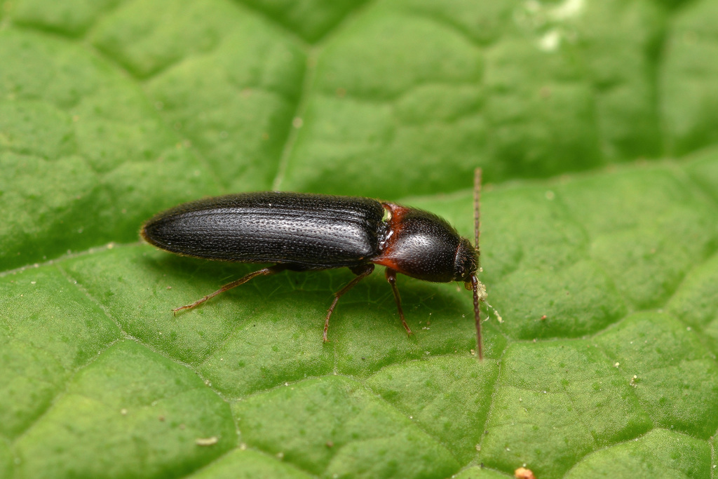 Ampedus atripennis (Click Beetles of the United States) · iNaturalist