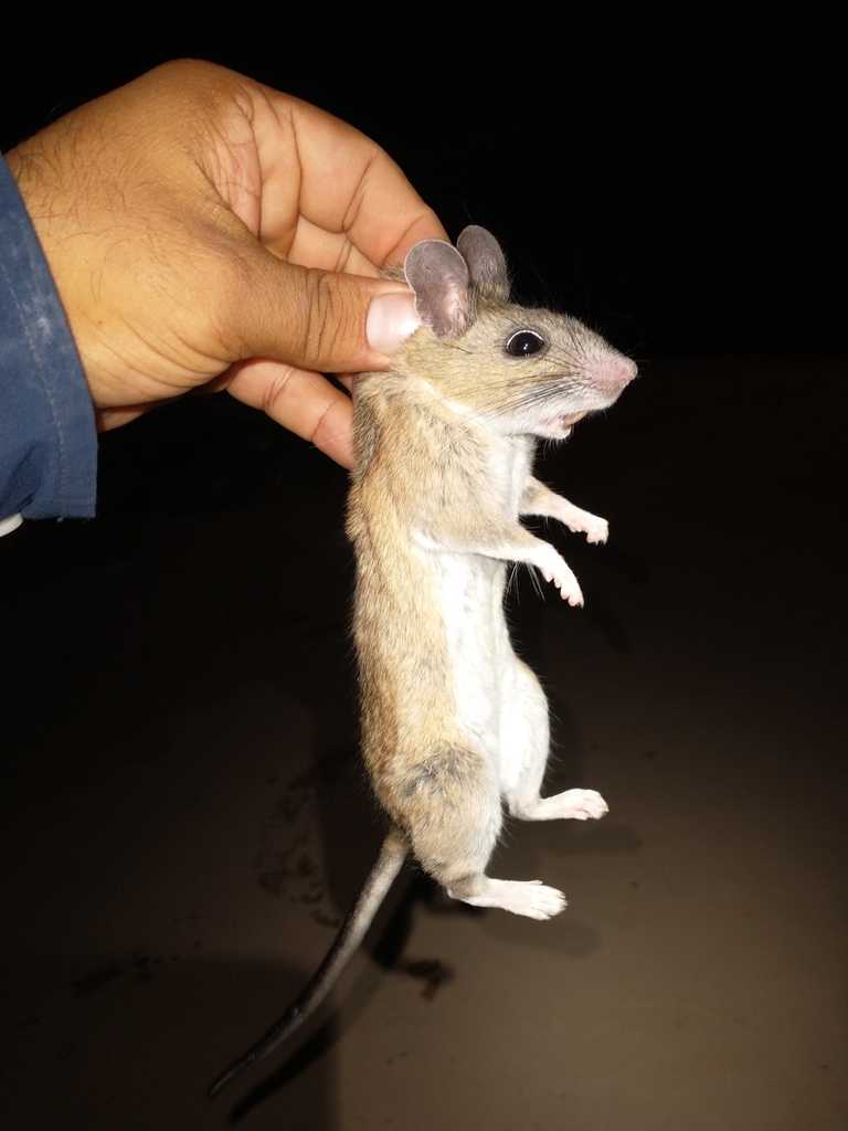 Rata cambalachera sonorense desde Guaymas, Son., México el 11 de mayo ...