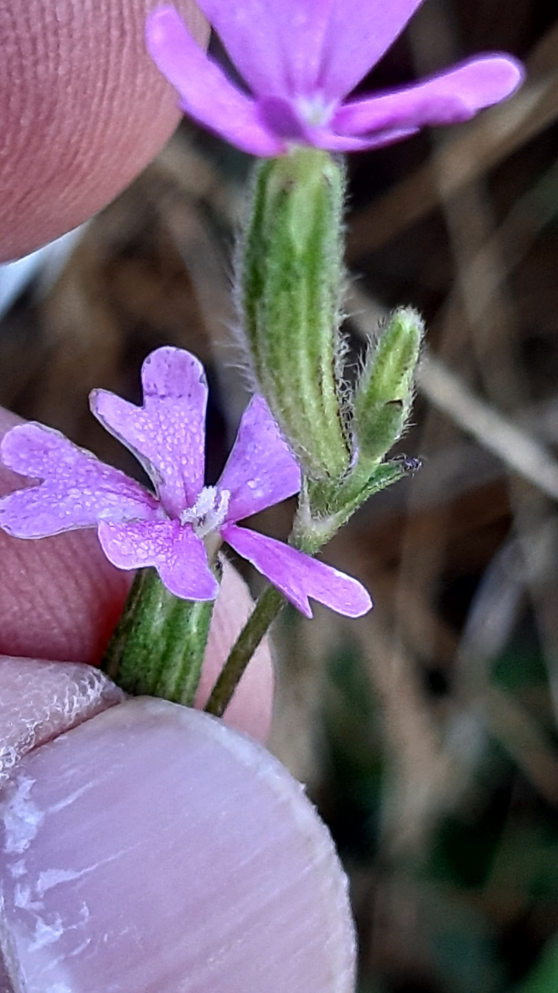 Silene micropetala Lag.