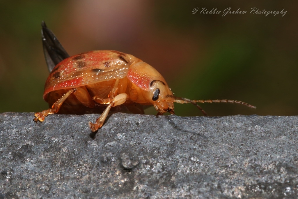 Eucalyptus Tortoise Beetle from 141 S.H.1 Waitahanui, New Zealand on ...