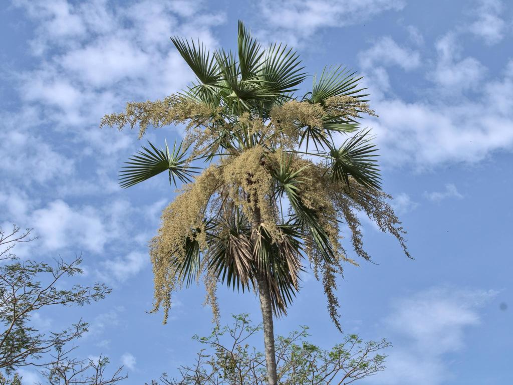 Caranday Palm from Pouso Allegre, Poconé - State of Mato Grosso, 78175 ...