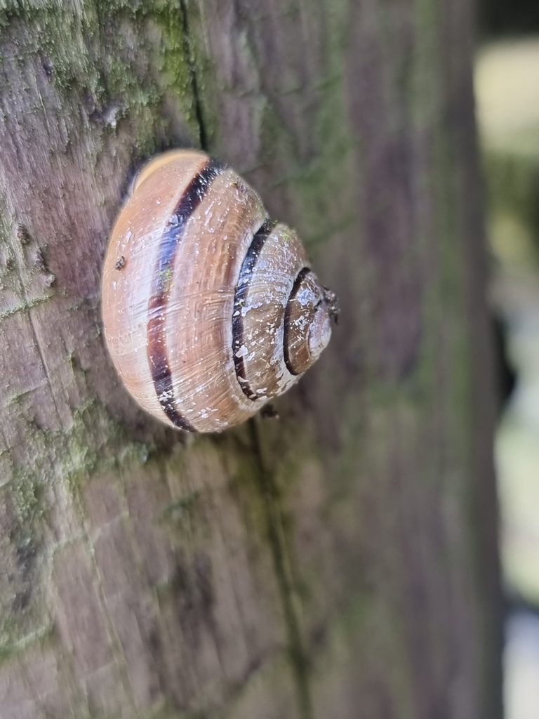 Brown-lipped Snail from Lands Head Farm, Halifax HX3 7SX, UK on May 12 ...