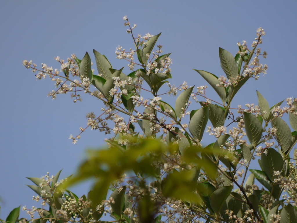 Lagerstroemia microcarpa from Dive, Maharashtra, India on May 22, 2011 ...