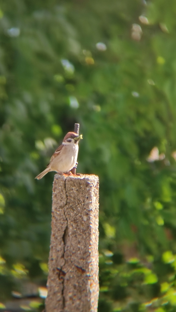 Bird Canker from 4297 Искра, Болгария on May 09, 2021 at 05:30 PM by Sy ...