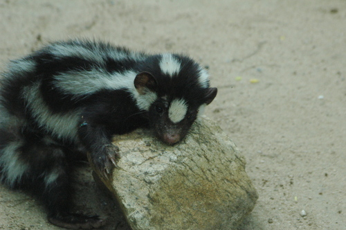 Southern Baja California Spotted Skunk (Spilogale gracilis subsp. lucasana)
