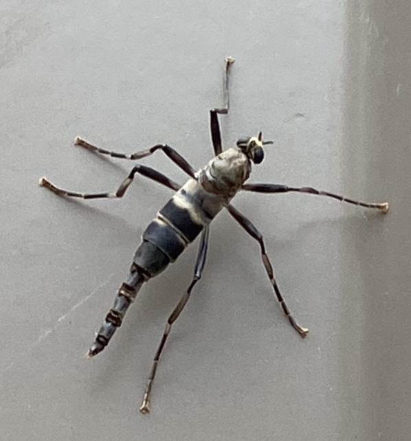 Australian Wingless Soldier Fly from Merricks North, VIC, AU on May 12 ...
