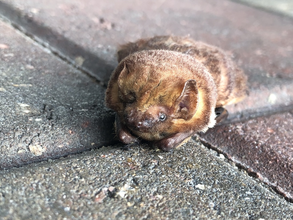 Seminole Bat from SR-A1A S, Ponte Vedra Beach, FL, US on May 12, 2021 ...
