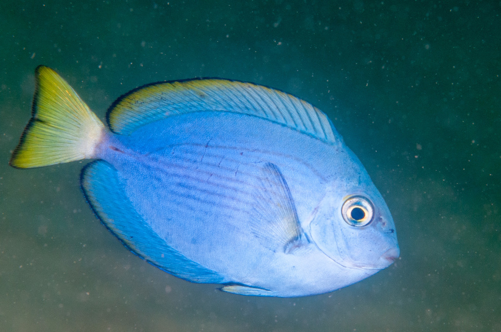 Yellowmask Surgeonfish (Fishes of Chowder Bay, Sydney, Australia ...
