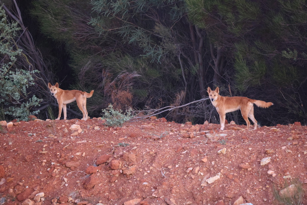 Dingo from Kumarina, WA, AU on May 12, 2021 at 06:17 AM by glyall ...
