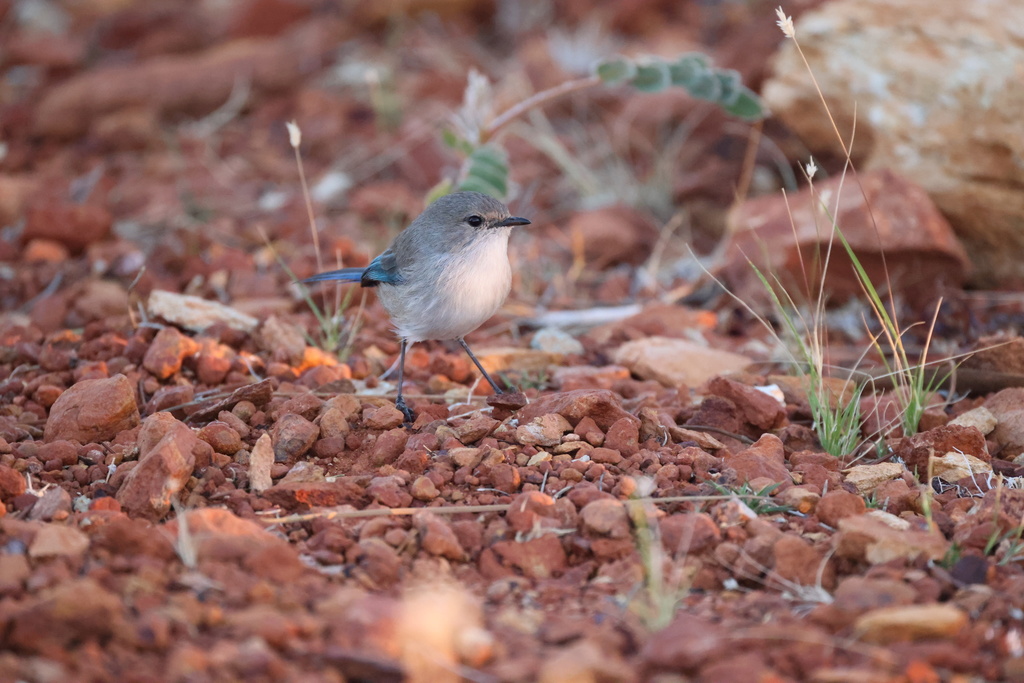 Splendid Fairywren from Kumarina, WA, AU on May 12, 2021 at 06:39 AM by ...