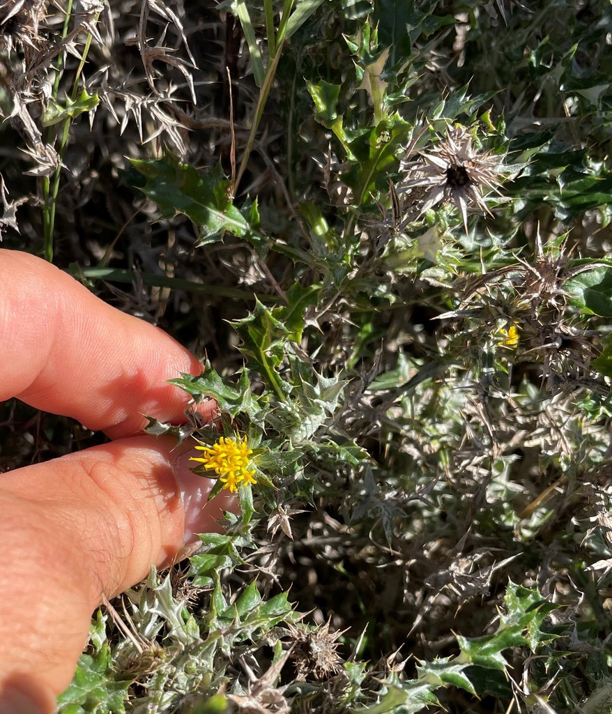 Weed African Thistle from Macassar, Cape Town, South Africa on May 8 ...