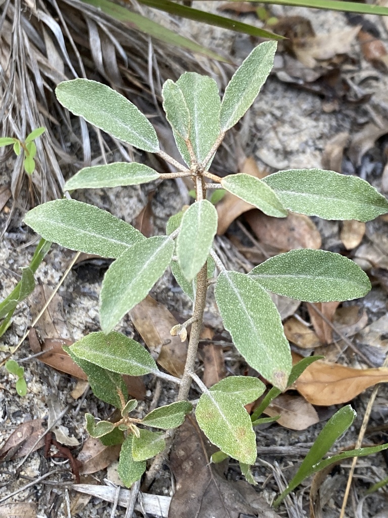 Silver Croton in May 2021 by Alan Weakley · iNaturalist