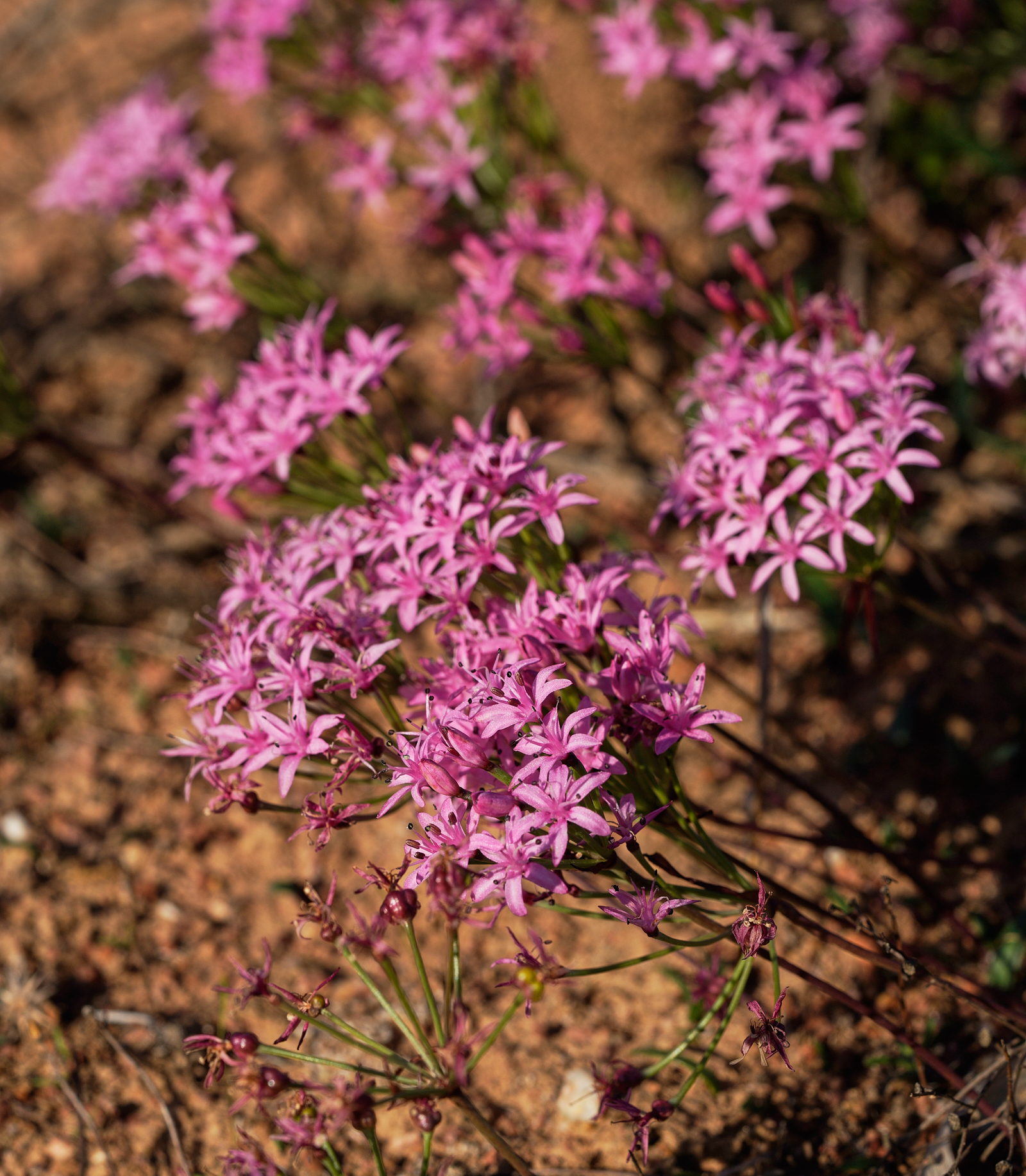 Hessea breviflora Herb.