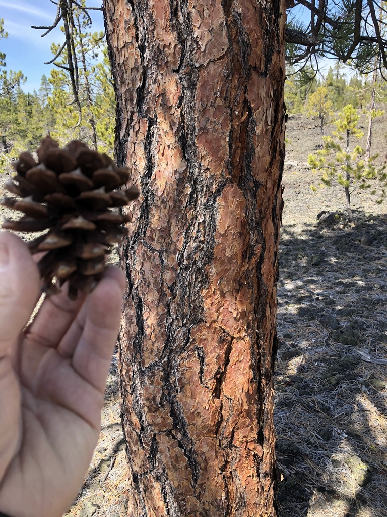 North Plateau Ponderosa Pine from Deschutes County, OR, USA on May 10 ...