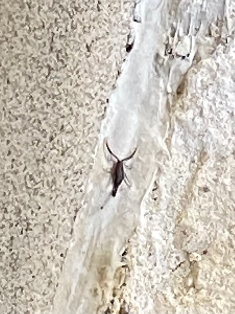 Scorpions from Zoo Miami, Miami, FL, US on May 10, 2021 at 08:46 AM by ...