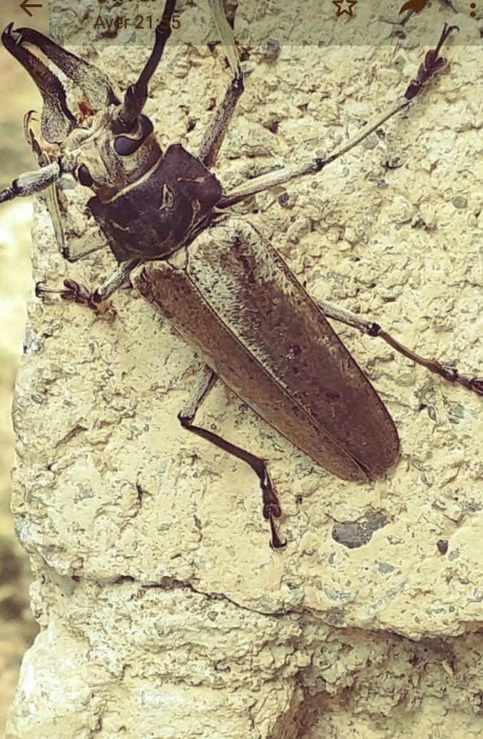 Callipogon sericeus (Olivier, 1795)