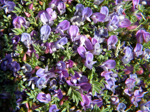 Subspecies Astragalus kentrophyta implexus · iNaturalist