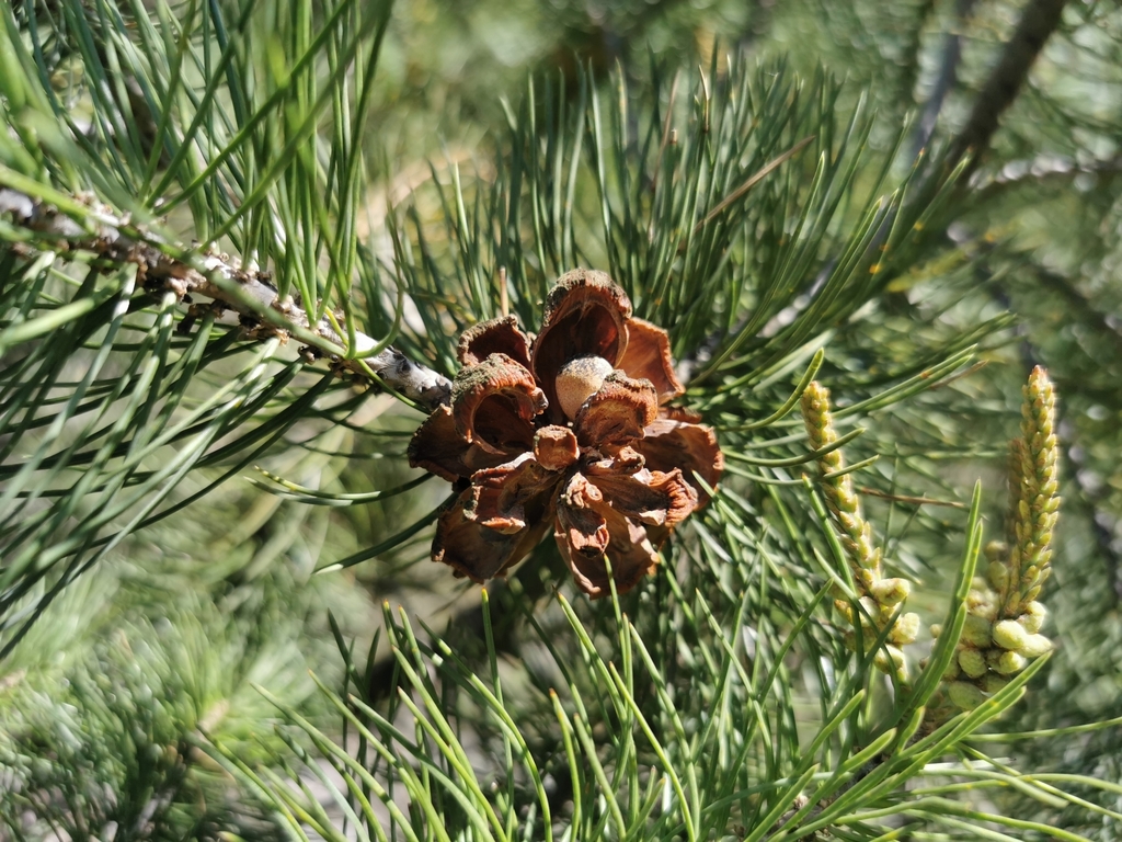 Mexican pinyon from Santiago, N.L., México on May 4, 2021 at 10:15 AM ...