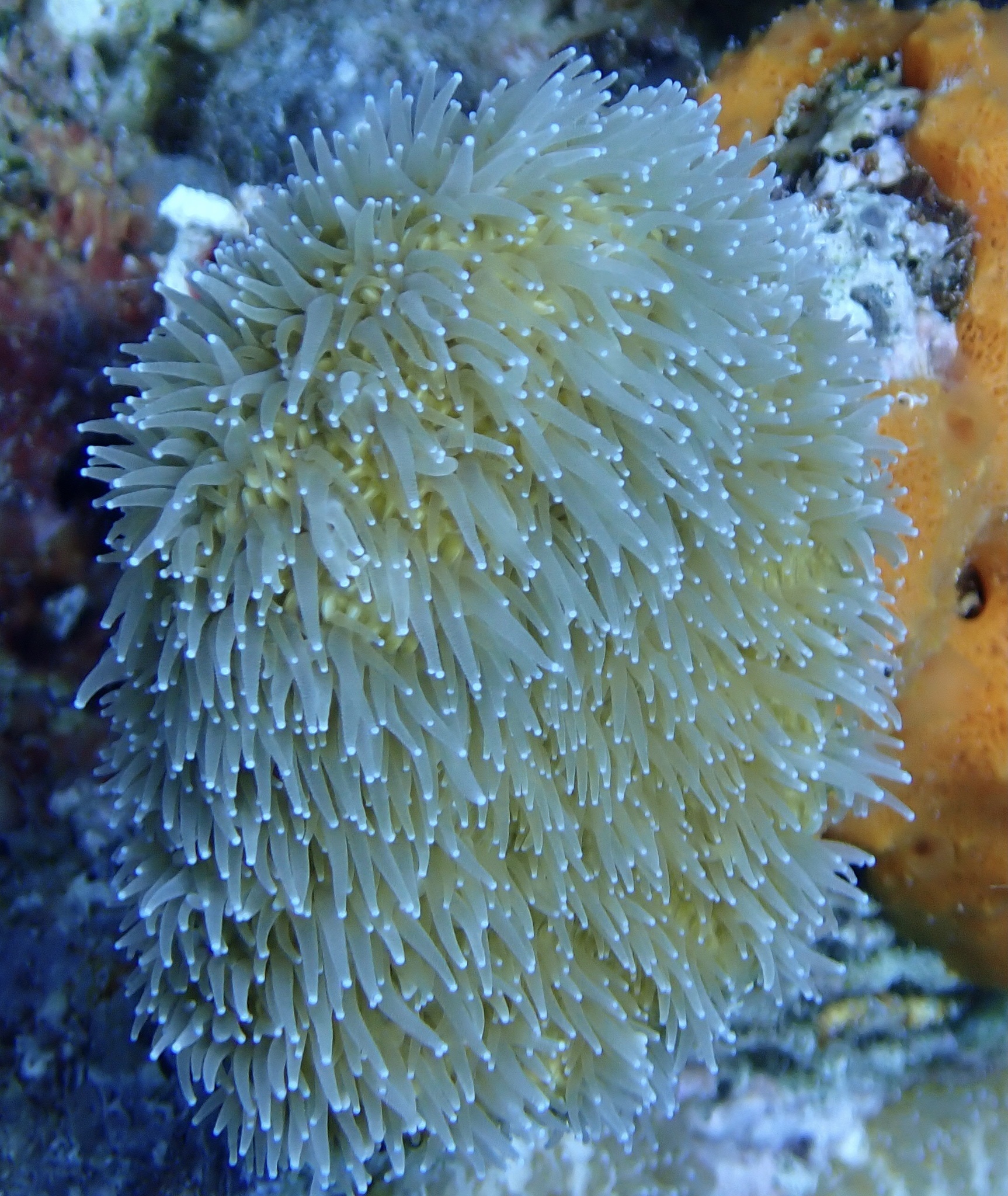 Dendrogyra cylindrus (Ehrenberg, 1834)