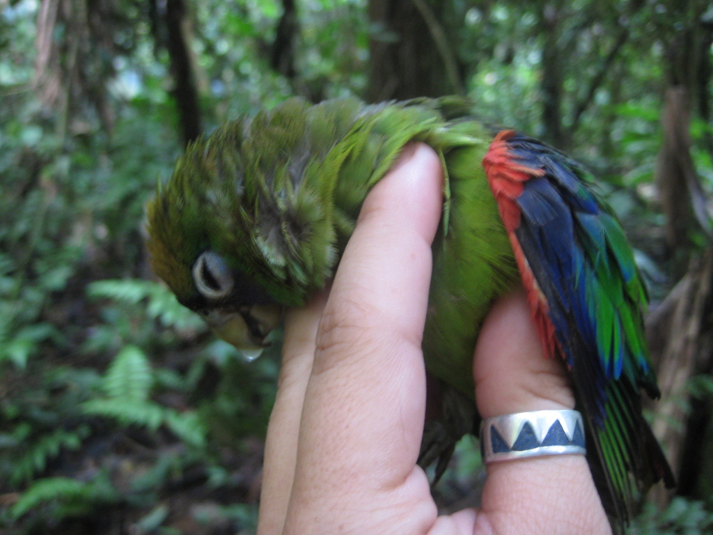 Scarlet-shouldered Parrotlet (Touit huetii) - Avian Discovery