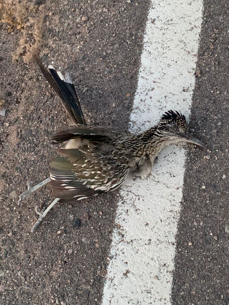 Greater Roadrunner from Hermosillo, MX-SO, MX on May 10, 2021 by ...