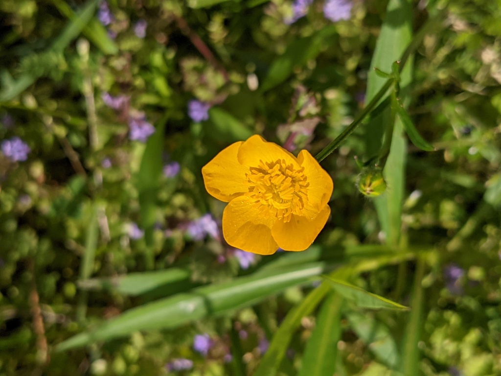bulbous buttercup from Oregon Ridge Park and Nature Center on May 12 ...