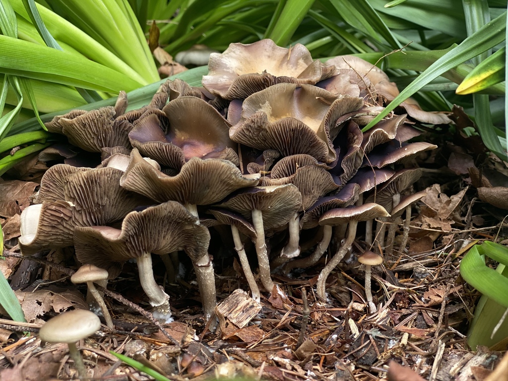 Psychedelic Ovoid Mushroom from West Duwamish Greenbelt, Seattle, WA ...