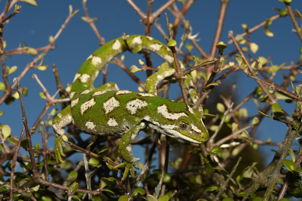 Jewelled Gecko in April 2017 by Ben Weatherley. location isnt accurate ...