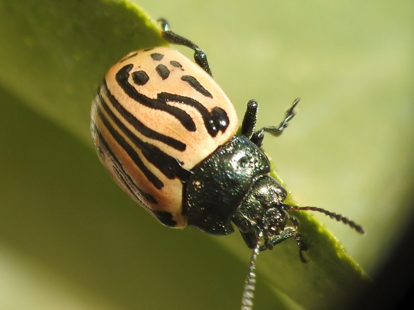 Calligrapha dislocata (Rogers, 1856)