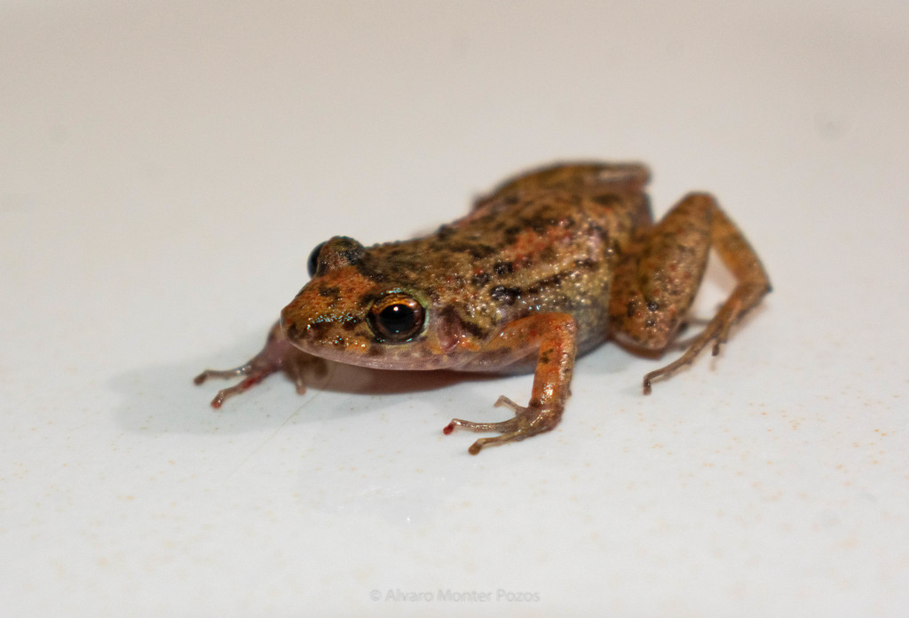 Greenhouse Frog from 95, 77534 Cancún, Q.R., México on May 10, 2021 at ...