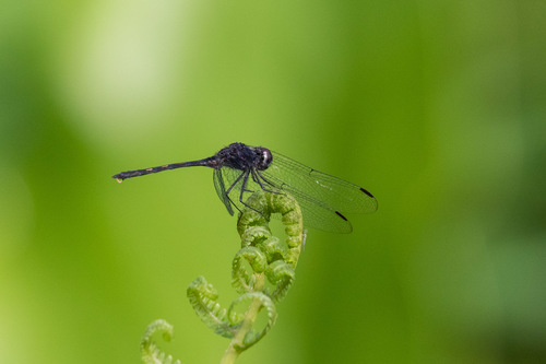 Dark Dropwing (Trithemis grouti) · iNaturalist
