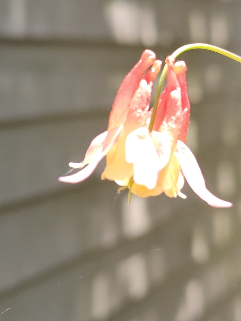 red columbine from Clay Township, IN, USA on March 31, 2021 at 03:05 PM ...