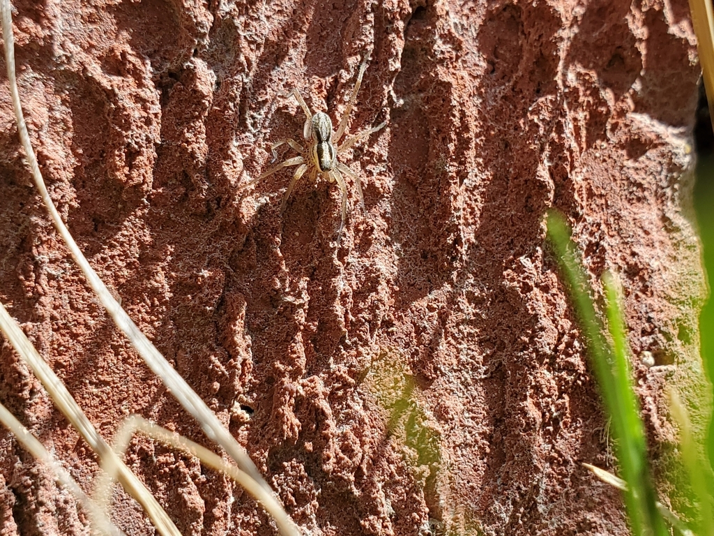 Pardosa distincta in May 2021 by Abbie Paulson · iNaturalist