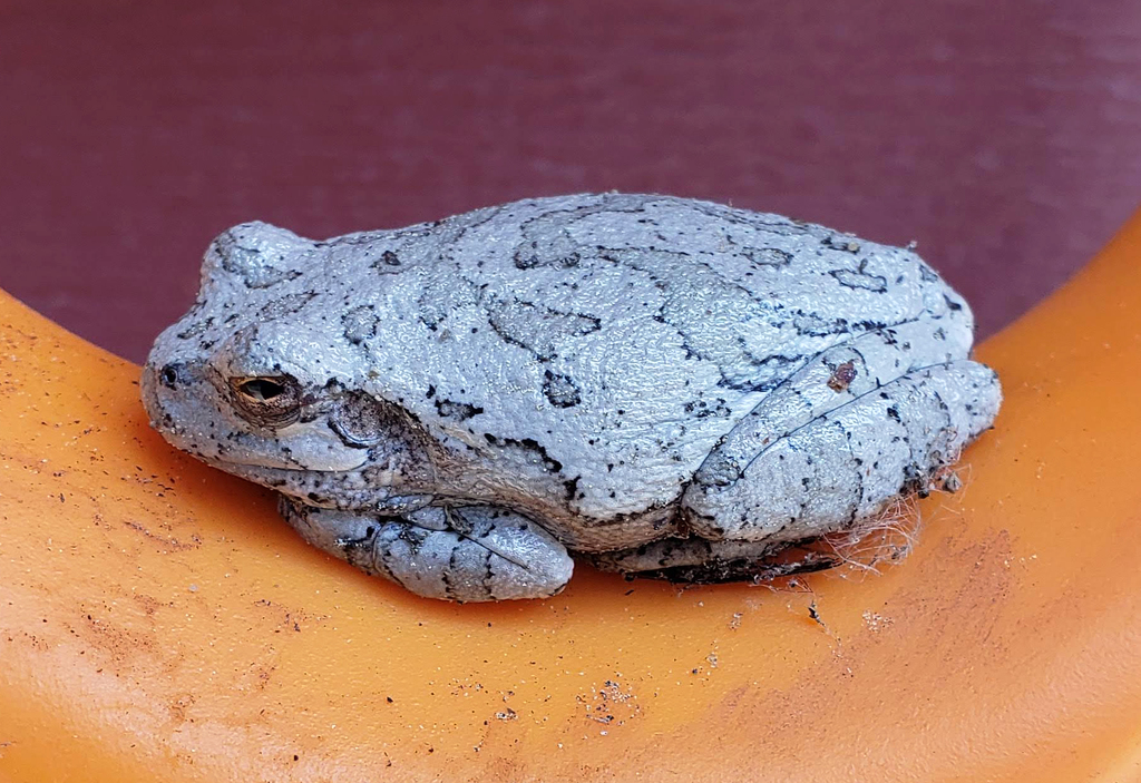 Cope's Gray Treefrog from Lake Ripley, WI 53523, USA on May 2, 2021 at ...