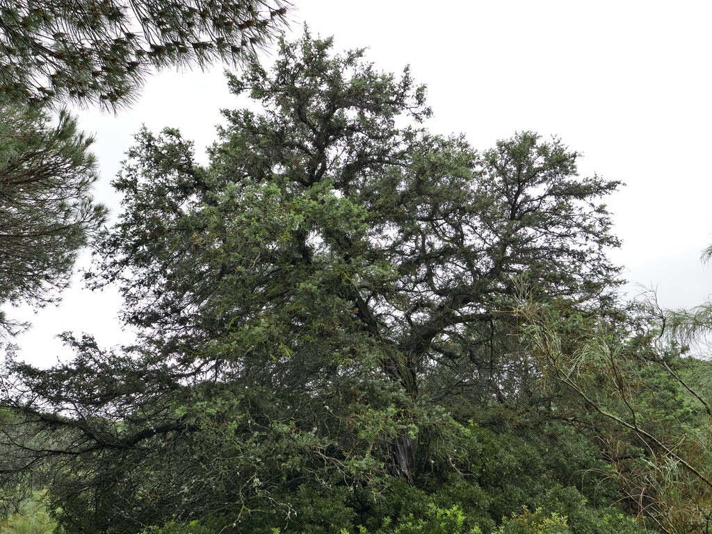 large-fruited juniper (Juniperus macrocarpa) - Botanical Realm