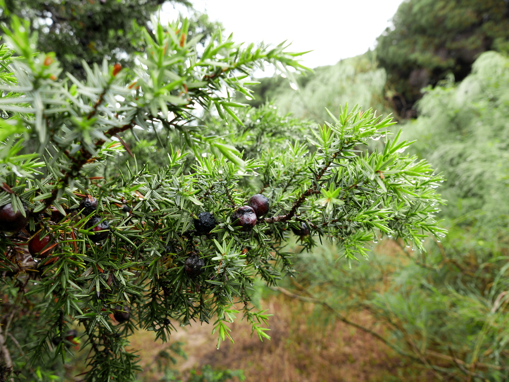 large-fruited juniper (Juniperus macrocarpa) - Botanical Realm