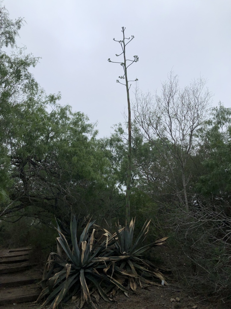 American century plant from N Ed Carey Dr, Harlingen, TX, US on May 12 ...