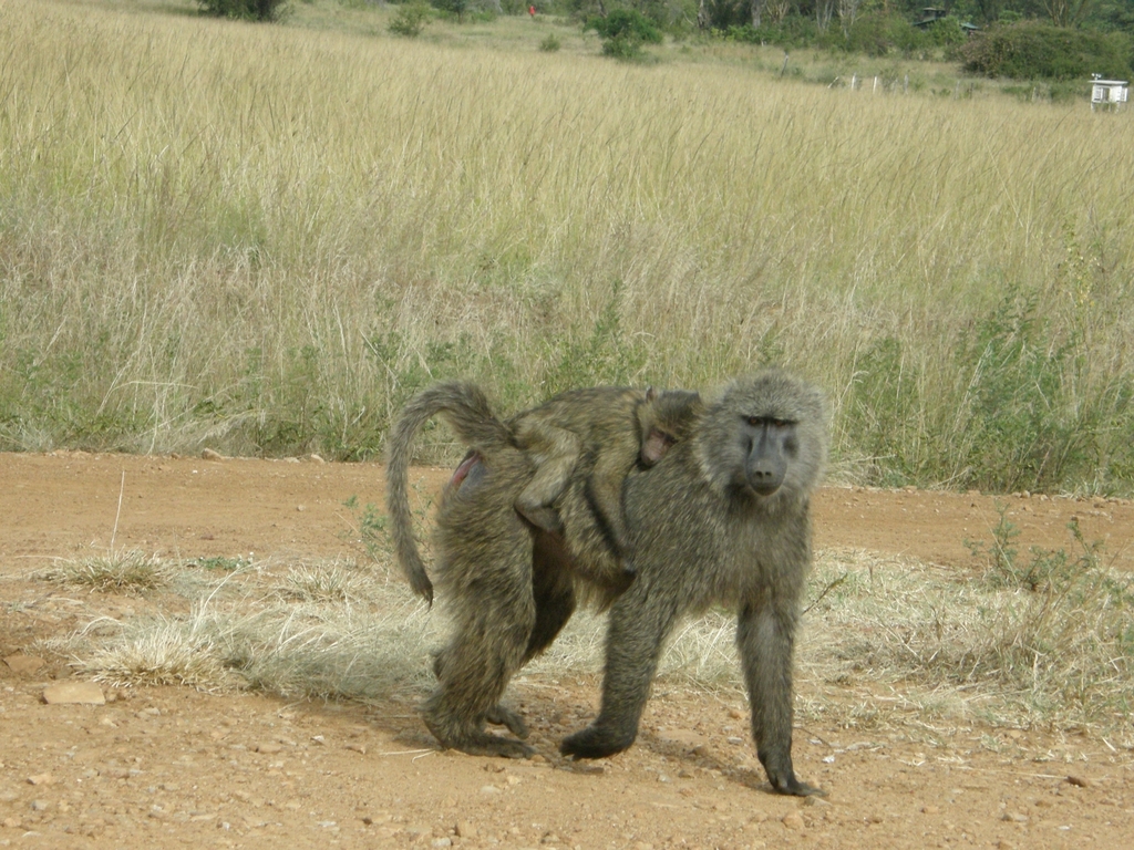 Olive Baboon (Papio anubis) - Know Your Mammals