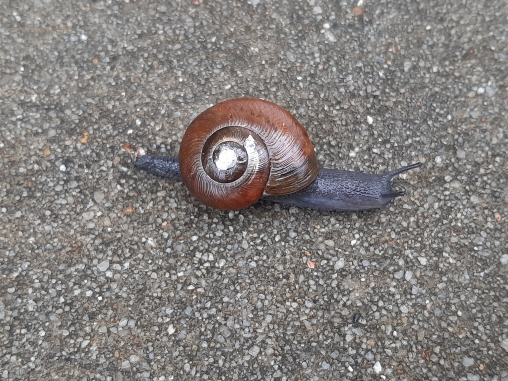Button Snails from Columbia, SC 29229, USA on May 12, 2021 at 05:14 PM ...