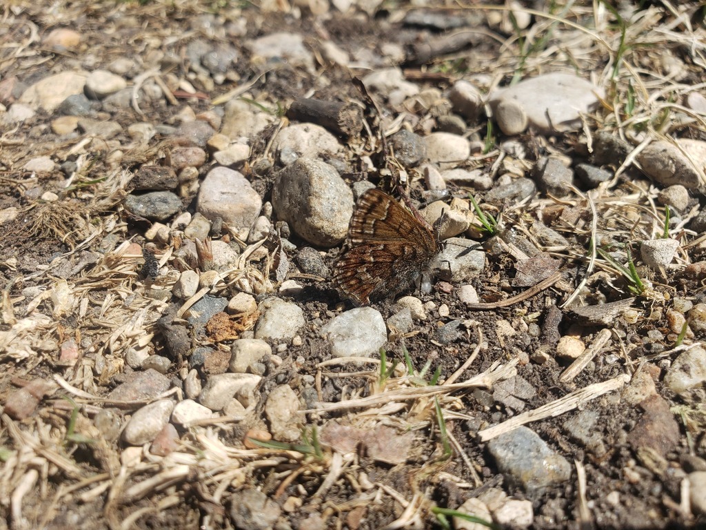 Eastern Pine Elfin from Division No. 16, SK, Canada on May 09, 2021 at ...