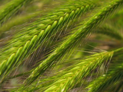 dwarf barley (Vernal Plant Species of the California South Coast Ranges ...