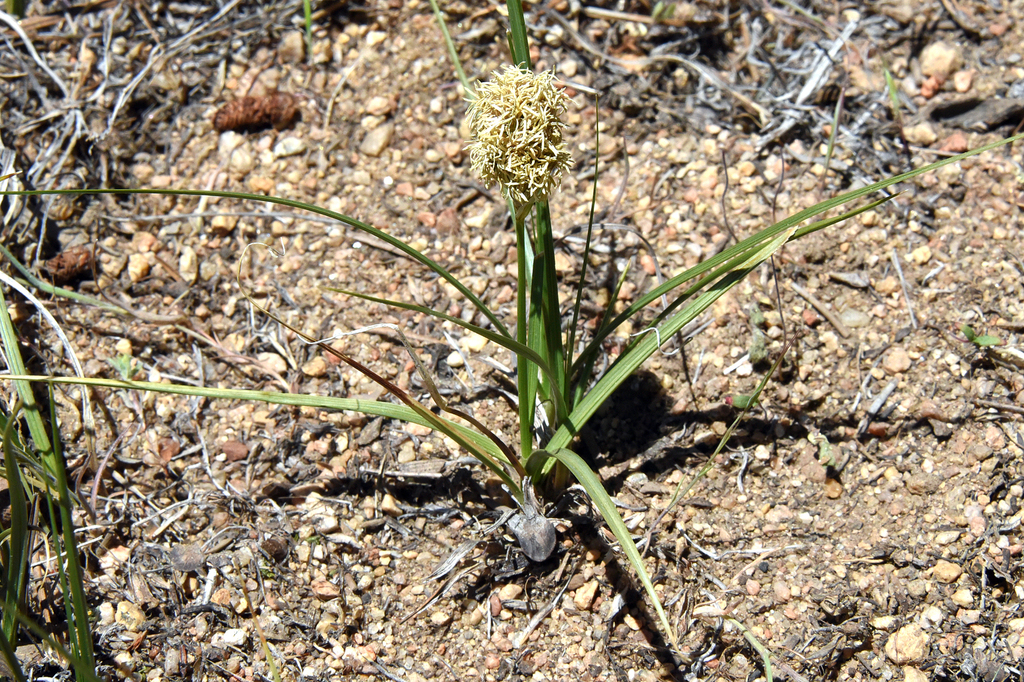 Douglas' sedge from South Lake Tahoe, Ca on May 12, 2021 by Bob Sweatt ...