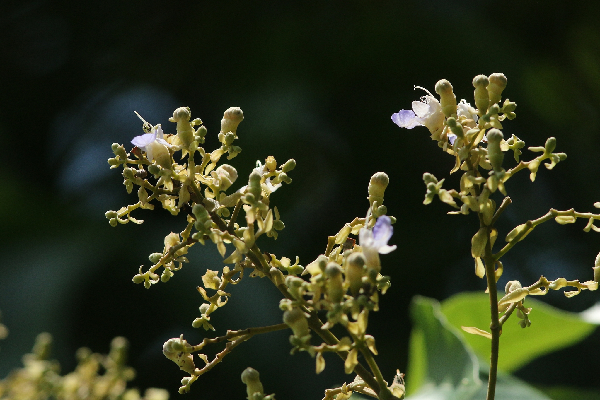 Vitex pinnata L.