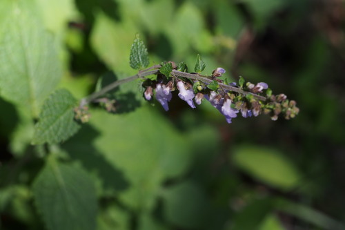 Isodon umbrosus · iNaturalist