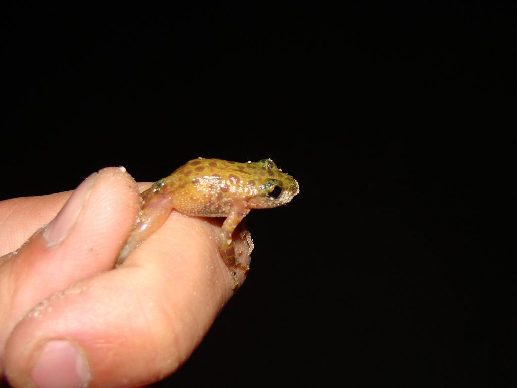 Royal ghost frog in February 2009 by Joey Mugleston · iNaturalist