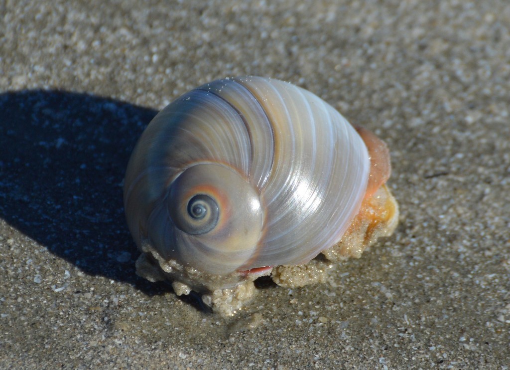 Shark Eye (North carolina marine molluscs) · iNaturalist