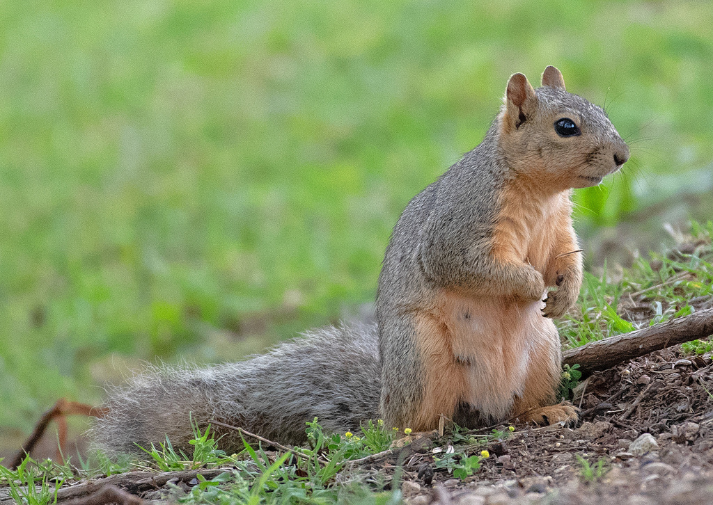 Fox Squirrel from Boerne, TX 78006, USA on April 12, 2021 at 07:46 AM ...