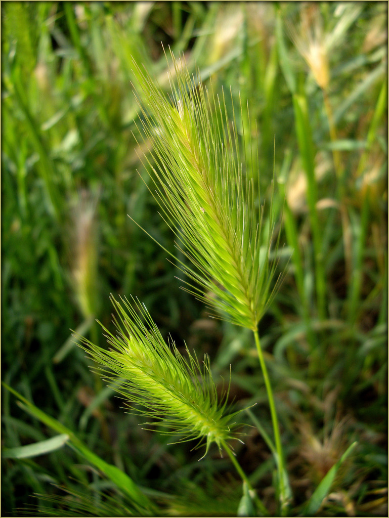 wall barley (MEA Native Garden) · iNaturalist