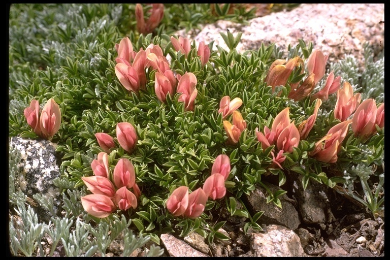 Dwarf Clover (Denver-Boulder Metro Area: Pink, Purple, Blue, Red, and ...