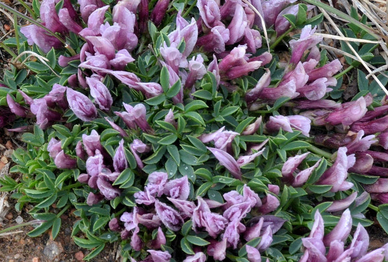 Dwarf Clover (Denver-Boulder Metro Area: Pink, Purple, Blue, Red, and ...